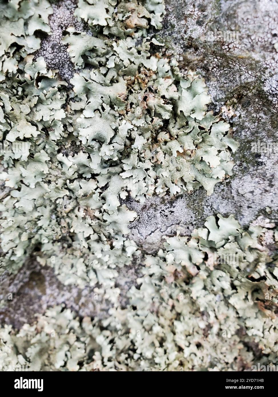 common greenshield lichen (Flavoparmelia caperata Stock Photo - Alamy