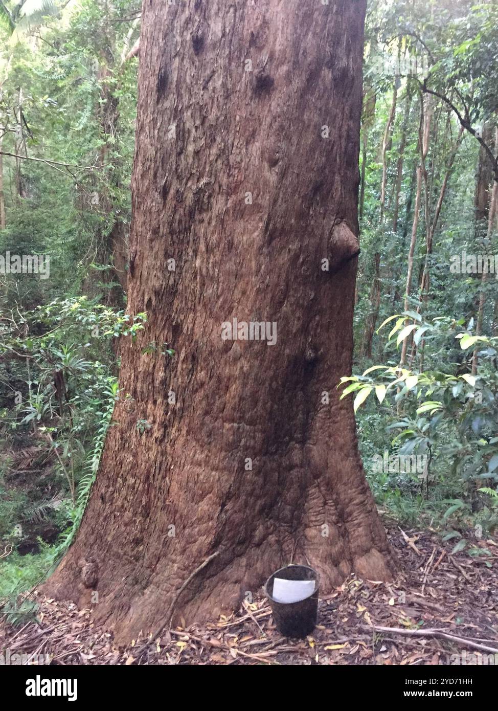 Tallowwood (Eucalyptus microcorys Stock Photo - Alamy