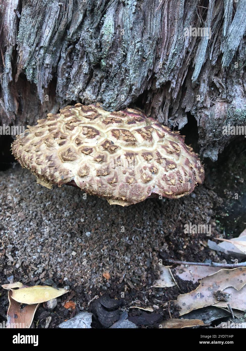 Boletellus emodensis hi-res stock photography and images - Alamy