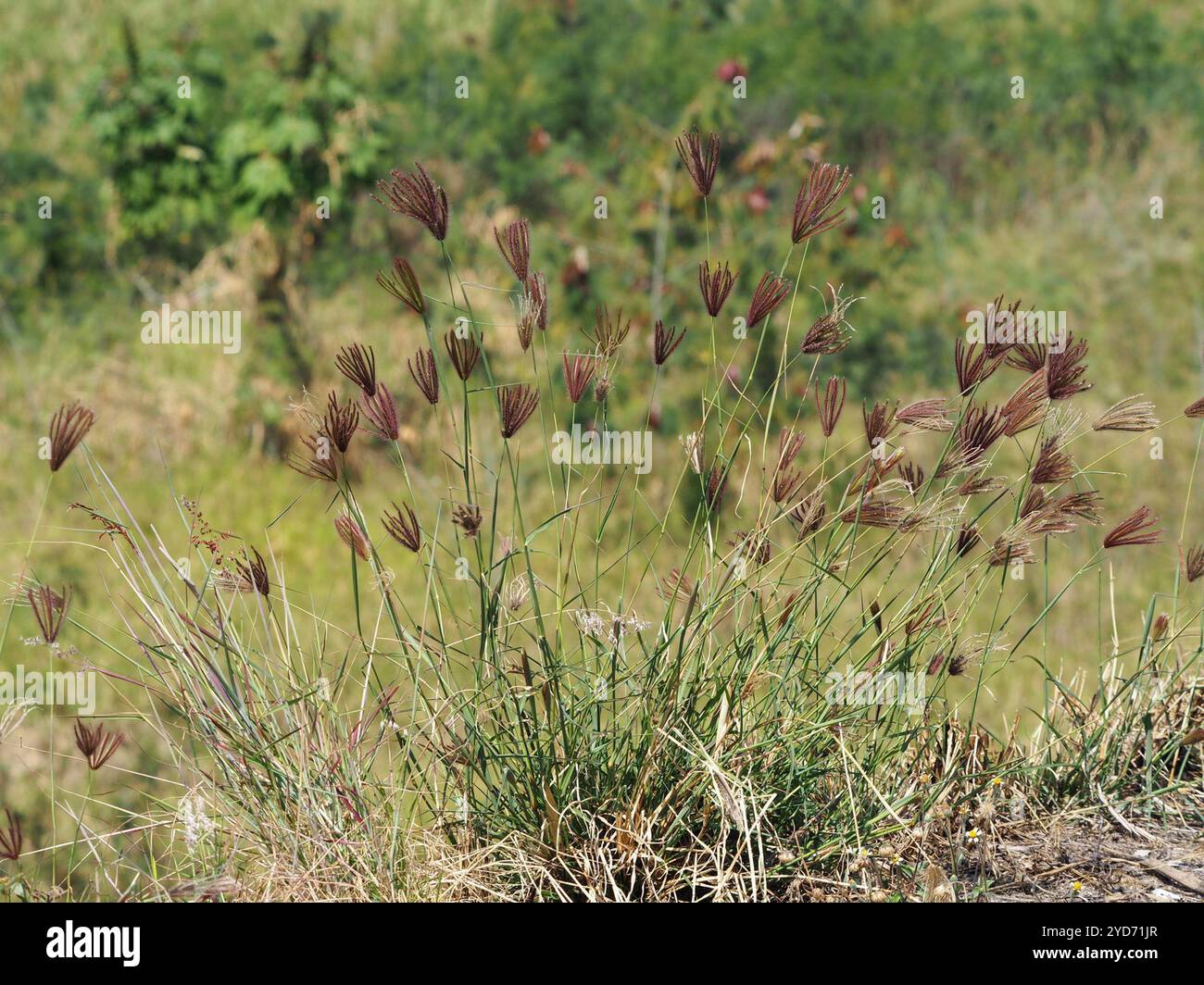 Finger Grass (Chloris barbata Stock Photo - Alamy