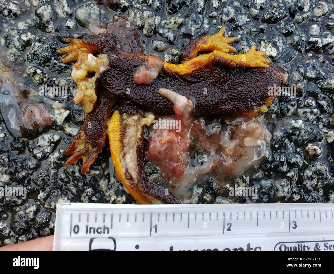 Pacific Newts (Taricha Stock Photo - Alamy