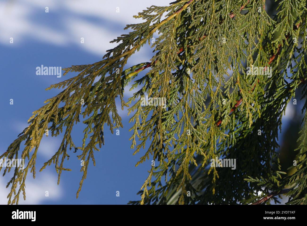 Alaska yellow cedar (Callitropsis nootkatensis Stock Photo - Alamy