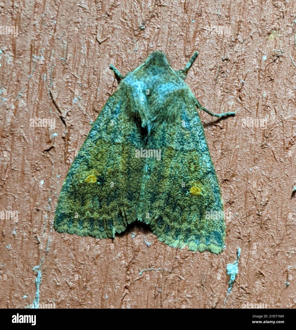 Three-spotted Sallow (Eupsilia tristigmata Stock Photo - Alamy