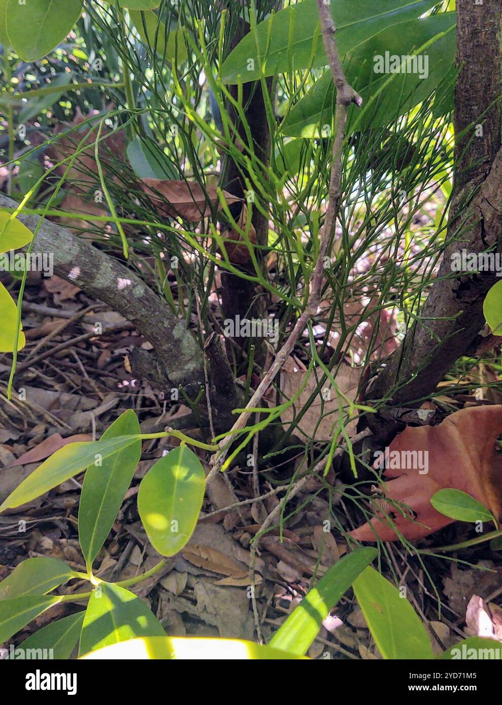skeleton fork fern (Psilotum nudum Stock Photo - Alamy