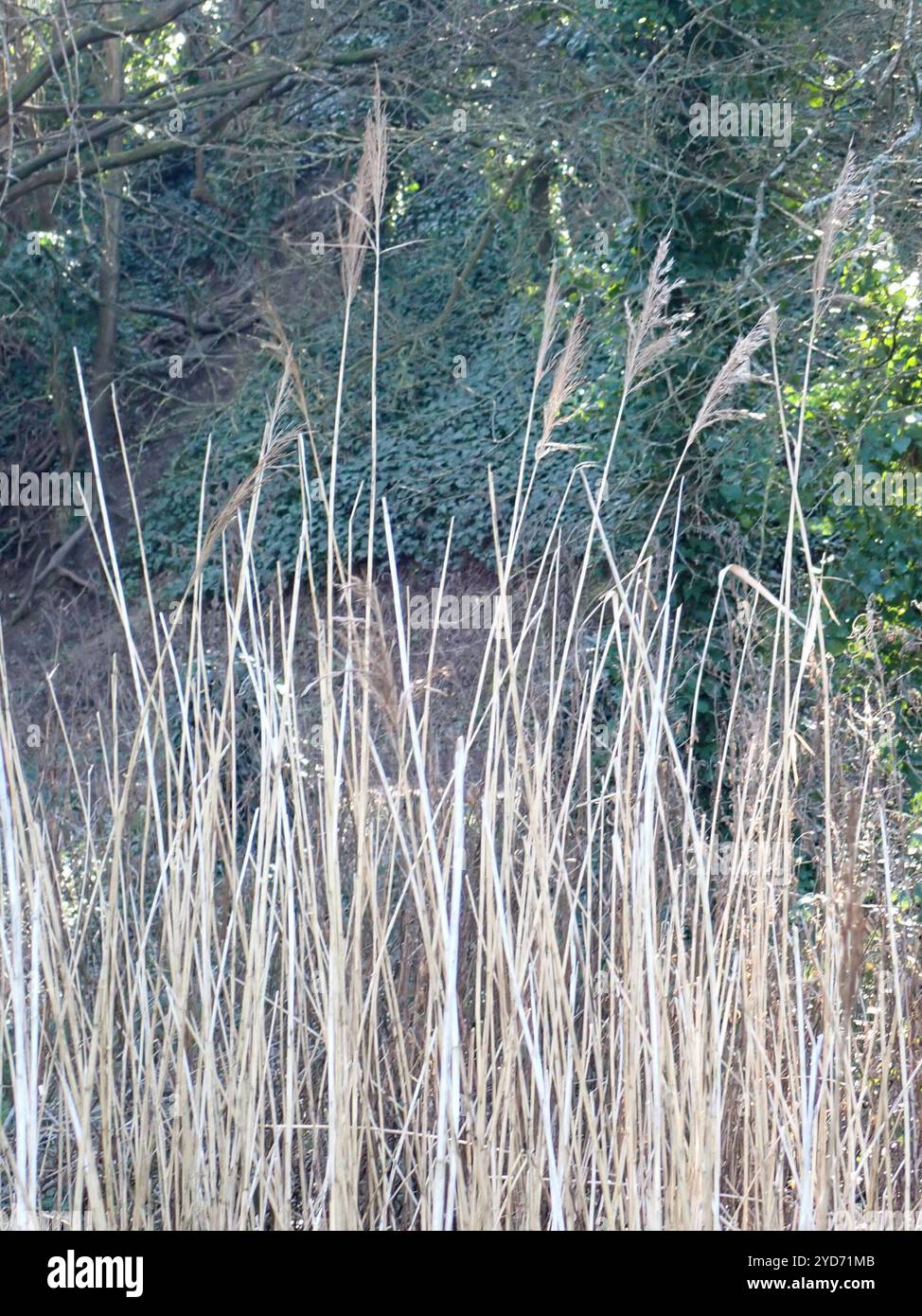 common reed (Phragmites australis Stock Photo - Alamy