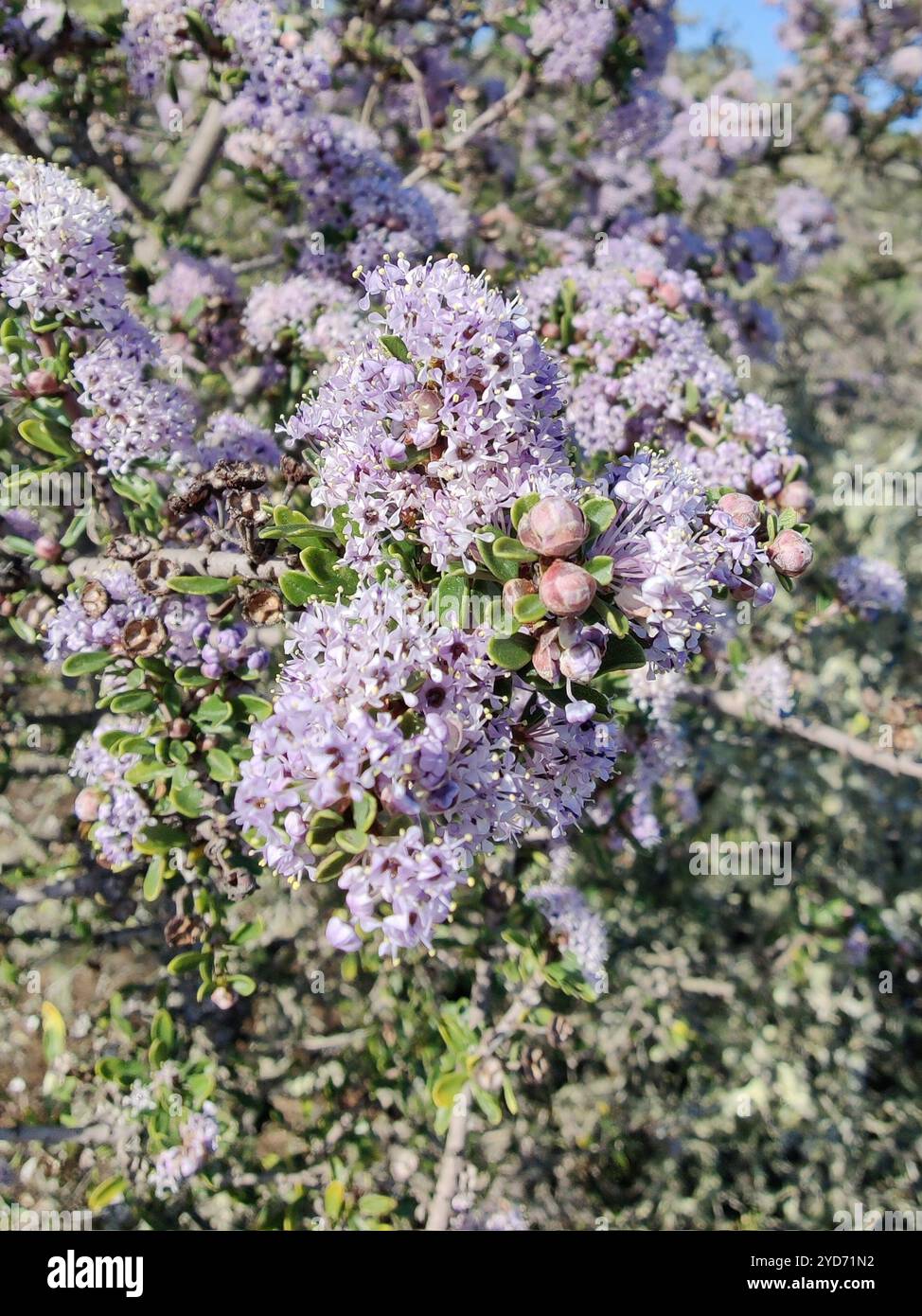Buckbrush (Ceanothus cuneatus Stock Photo - Alamy