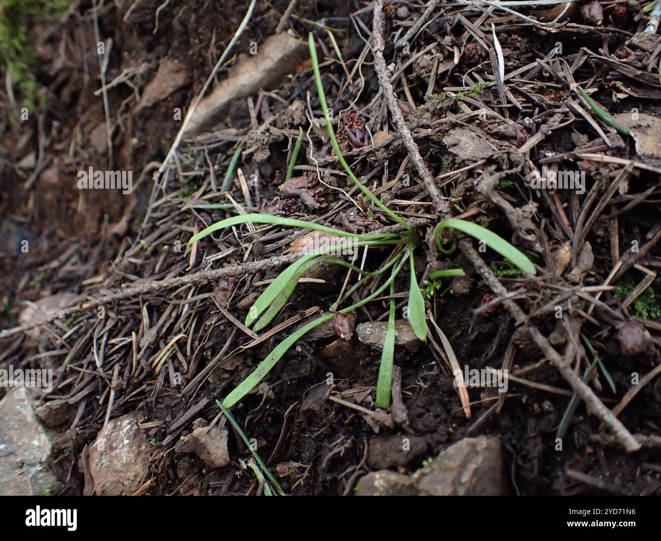 spring beauties (Claytonia Stock Photo - Alamy