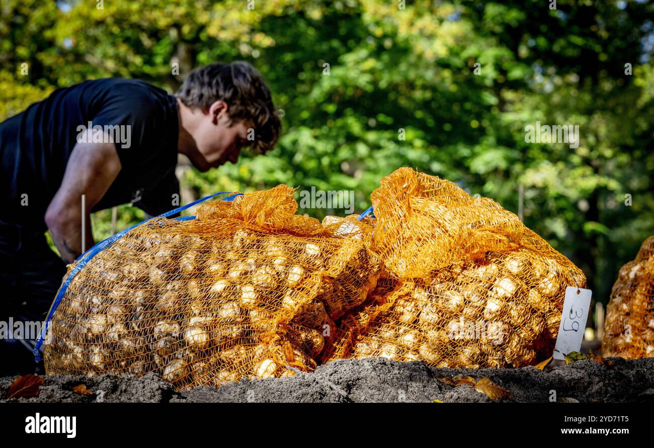 LISSE - Gardeners at the Keukenhof plant bulbs in the ground for the ...