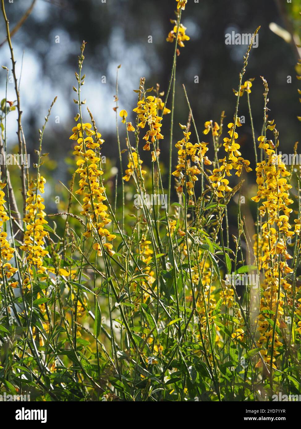 West Indian Rattlebox (Crotalaria trichotoma Stock Photo - Alamy