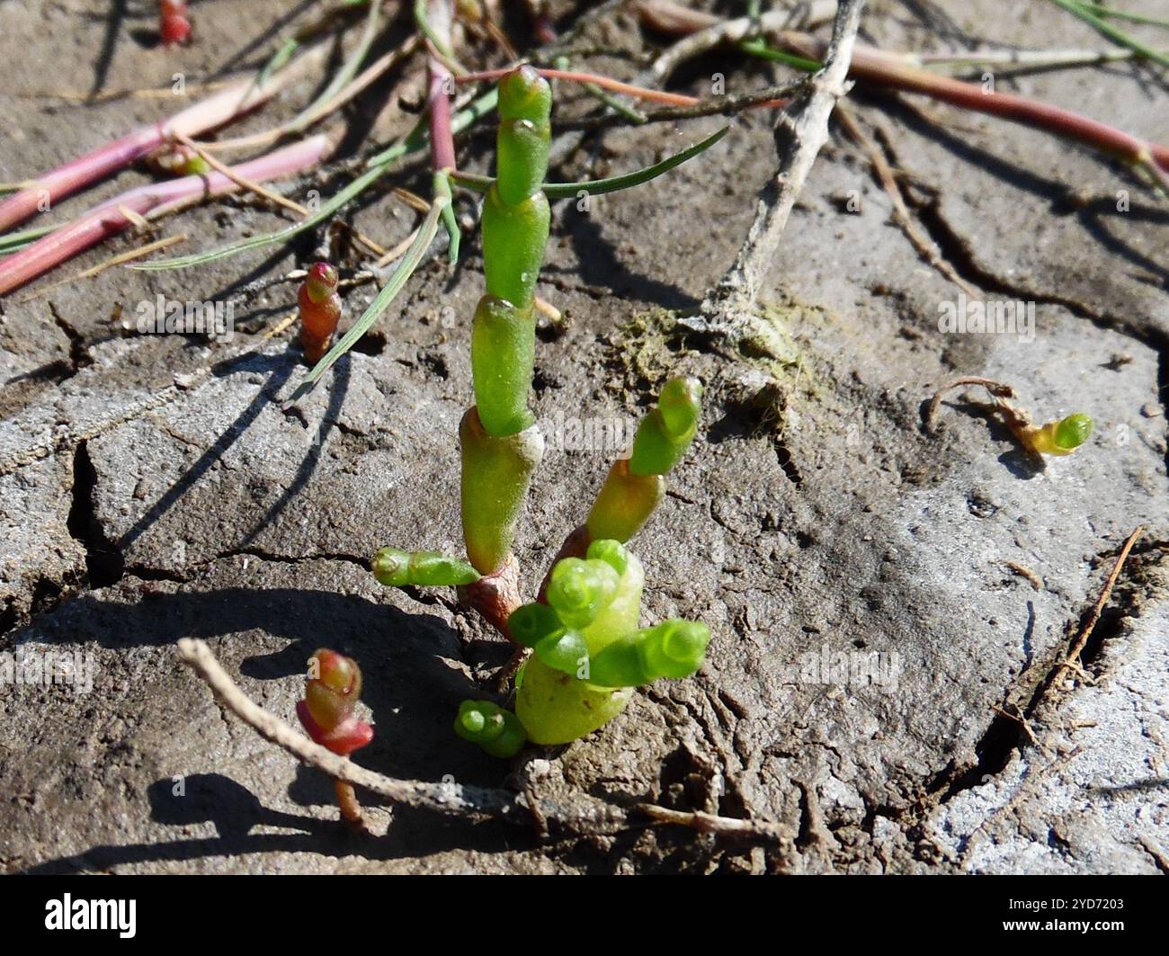 Common Glasswort (Salicornia europaea Stock Photo - Alamy
