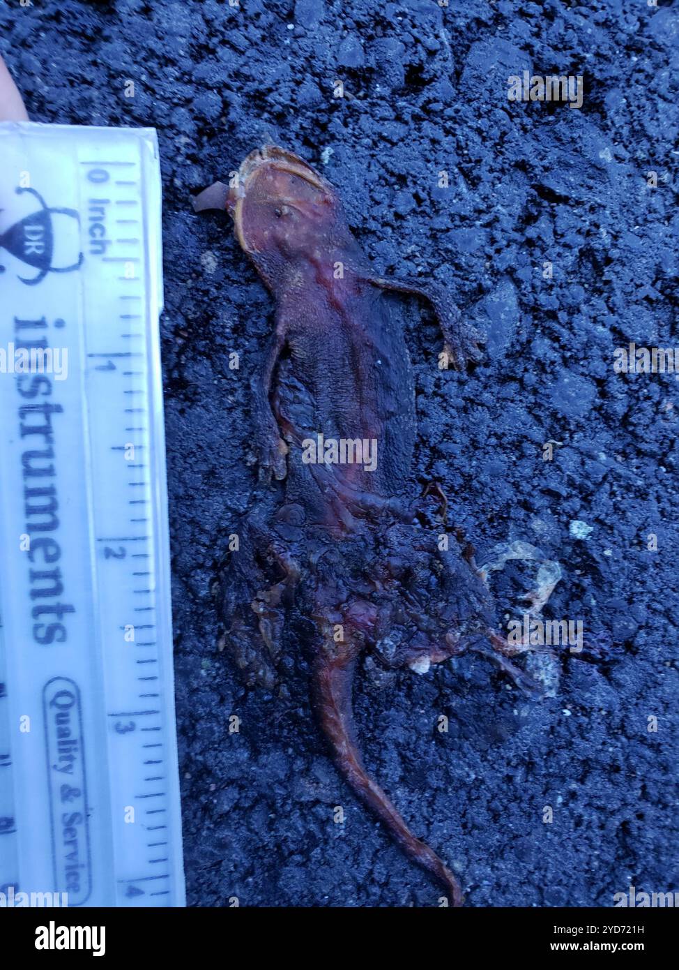 Pacific Newts (Taricha Stock Photo - Alamy