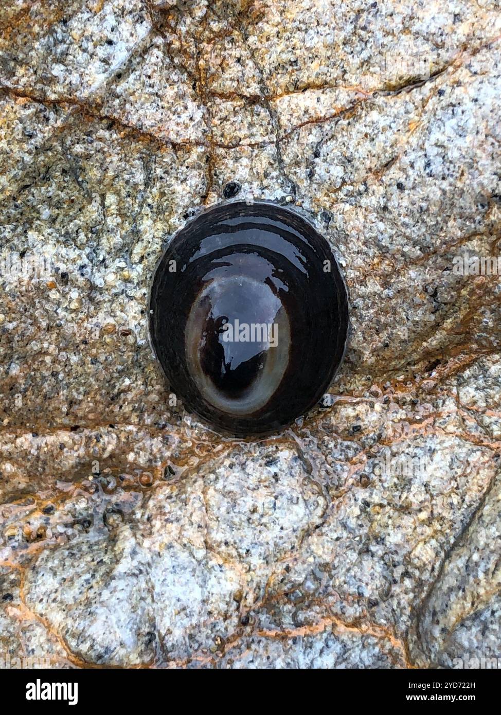 Mask Limpet (Lottia persona Stock Photo - Alamy