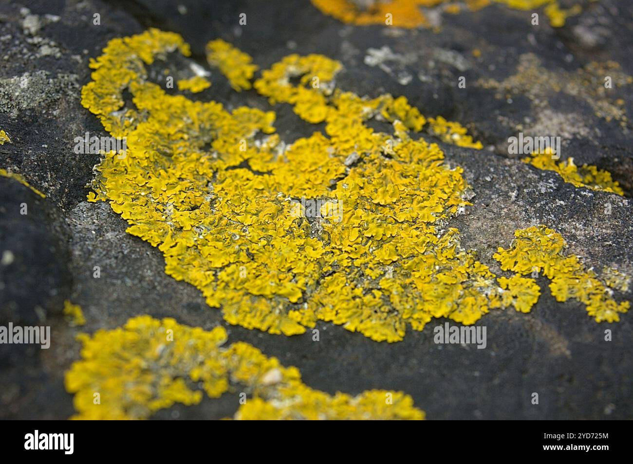 Common Sunburst Lichen (Xanthoria parietina Stock Photo - Alamy