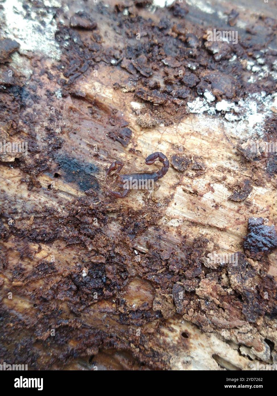 Southern Devil Scorpion (Vaejovis carolinianus Stock Photo - Alamy