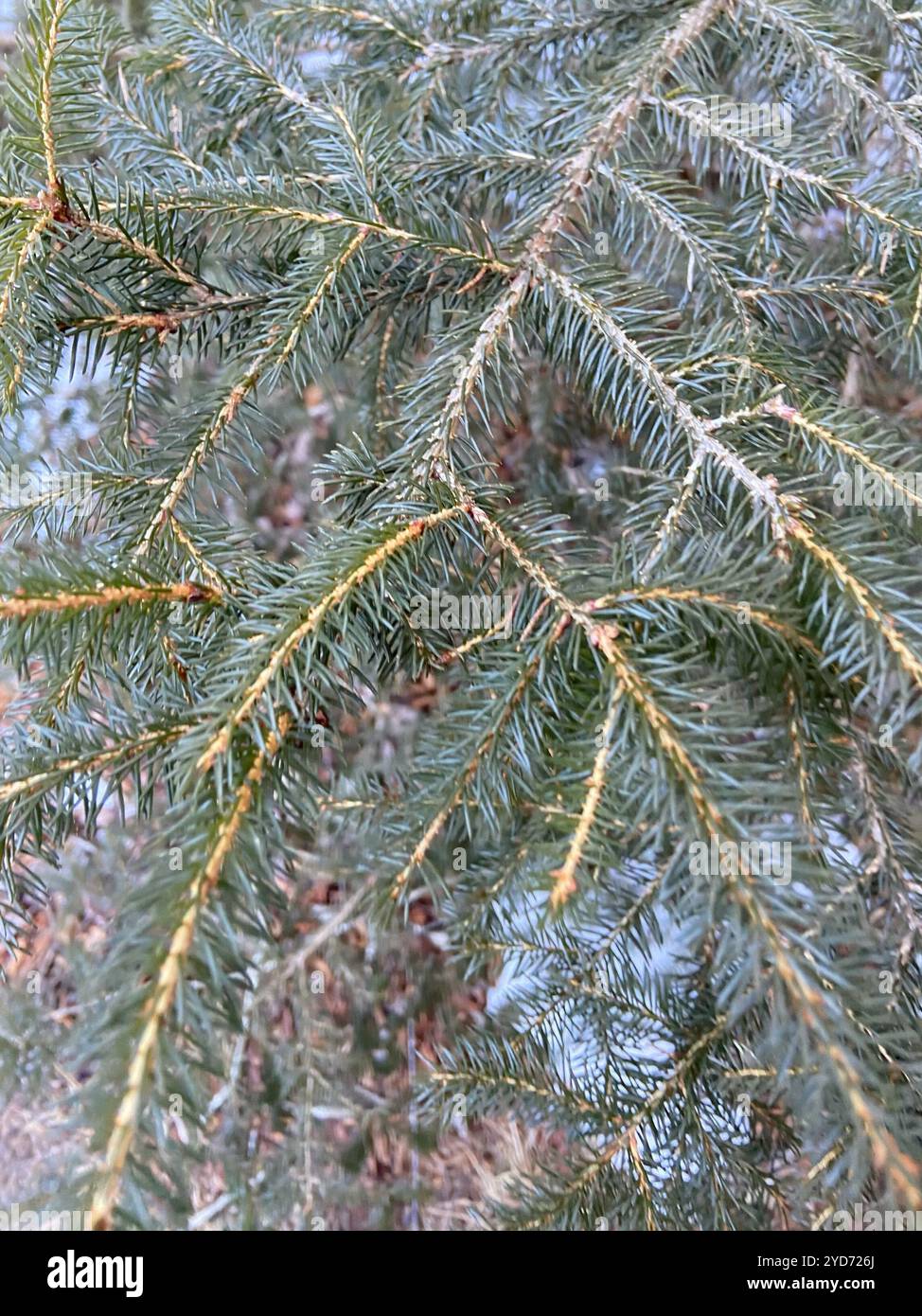 red spruce (Picea rubens Stock Photo - Alamy