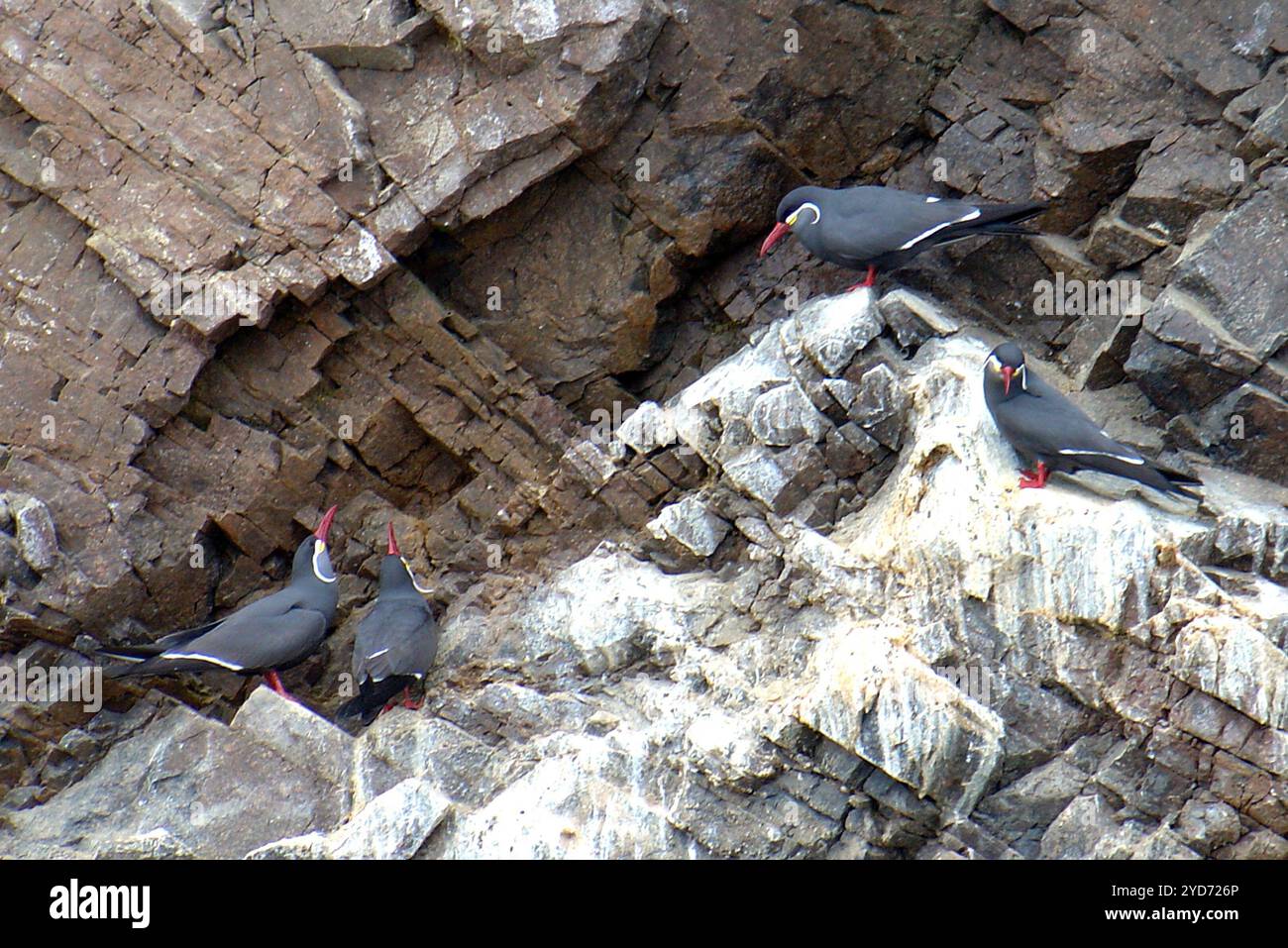Inca Tern (Larosterna inca Stock Photo - Alamy