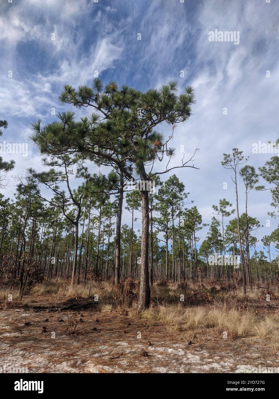 longleaf pine (Pinus palustris Stock Photo - Alamy