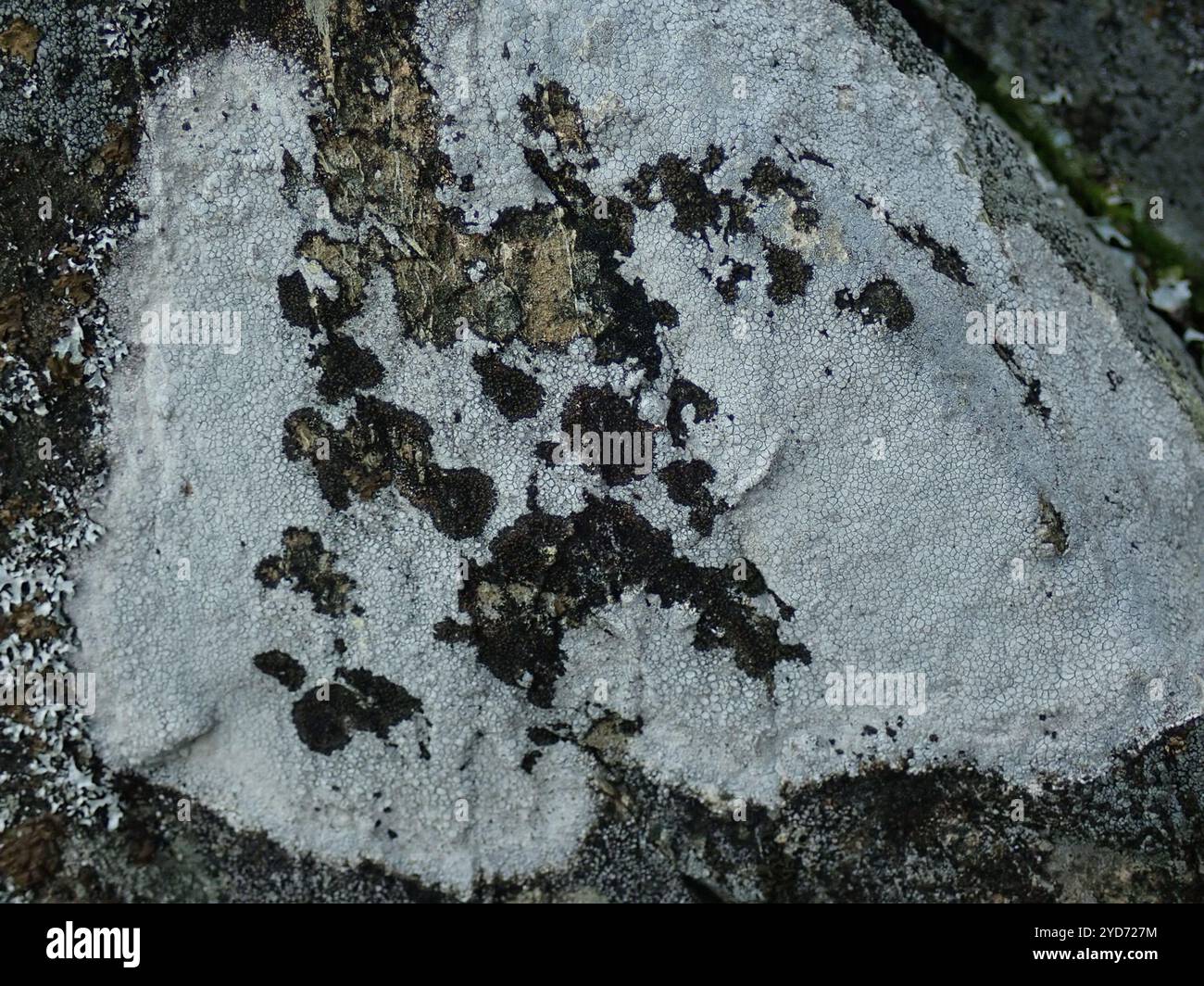 Tile Lichens (Lecidea Stock Photo - Alamy