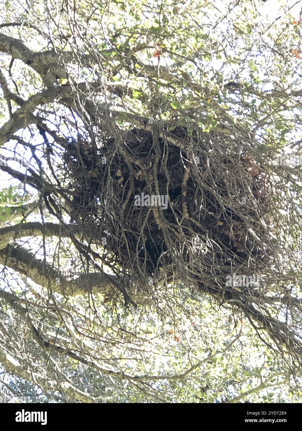 Dusky-footed Woodrat (Neotoma fuscipes Stock Photo - Alamy