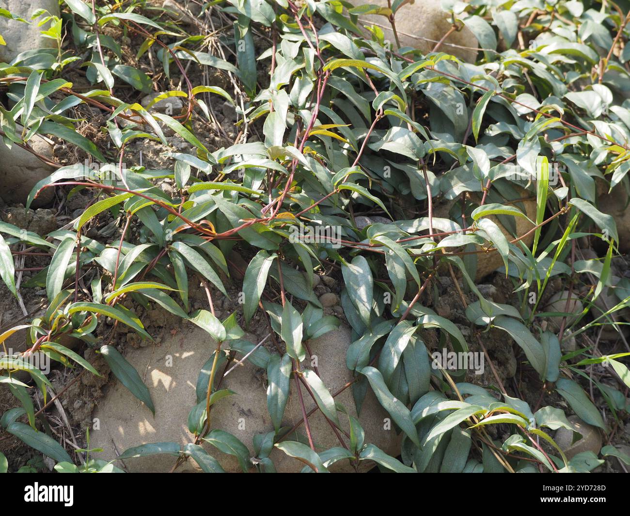 skunk vine (Paederia foetida Stock Photo - Alamy