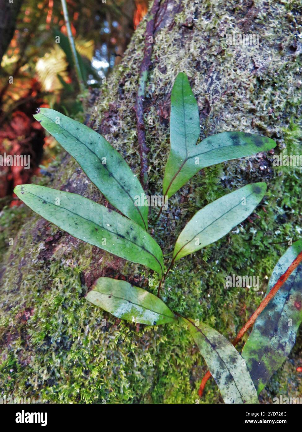 hound's tongue fern (Microsorum pustulatum Stock Photo - Alamy