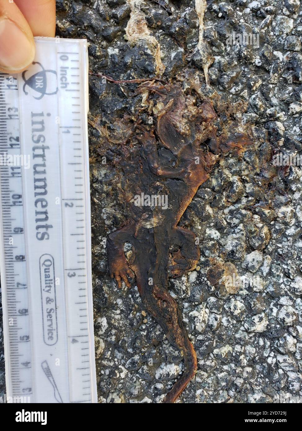 Pacific Newts (Taricha Stock Photo - Alamy