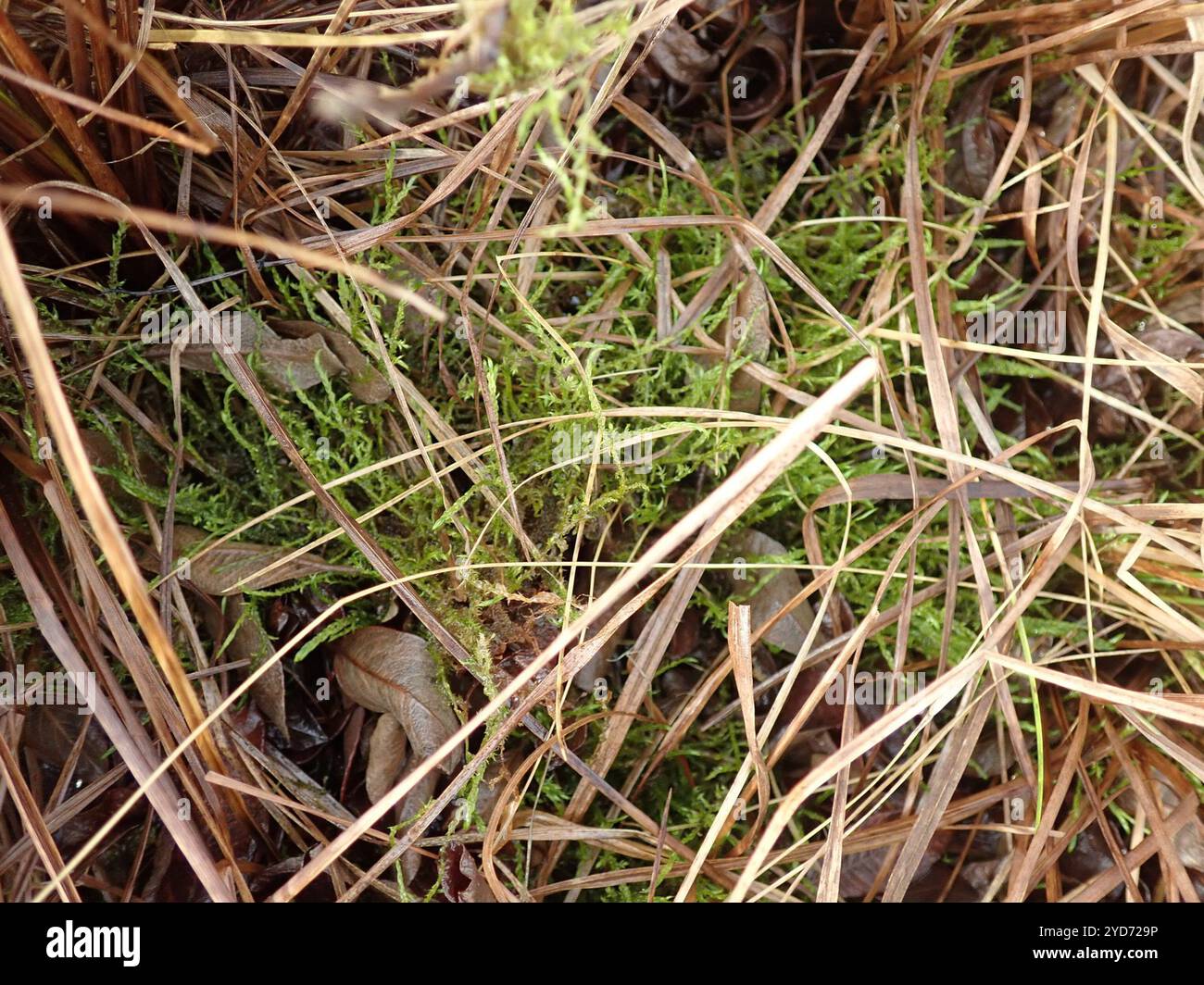 Kneiff's hook-moss (Drepanocladus aduncus Stock Photo - Alamy