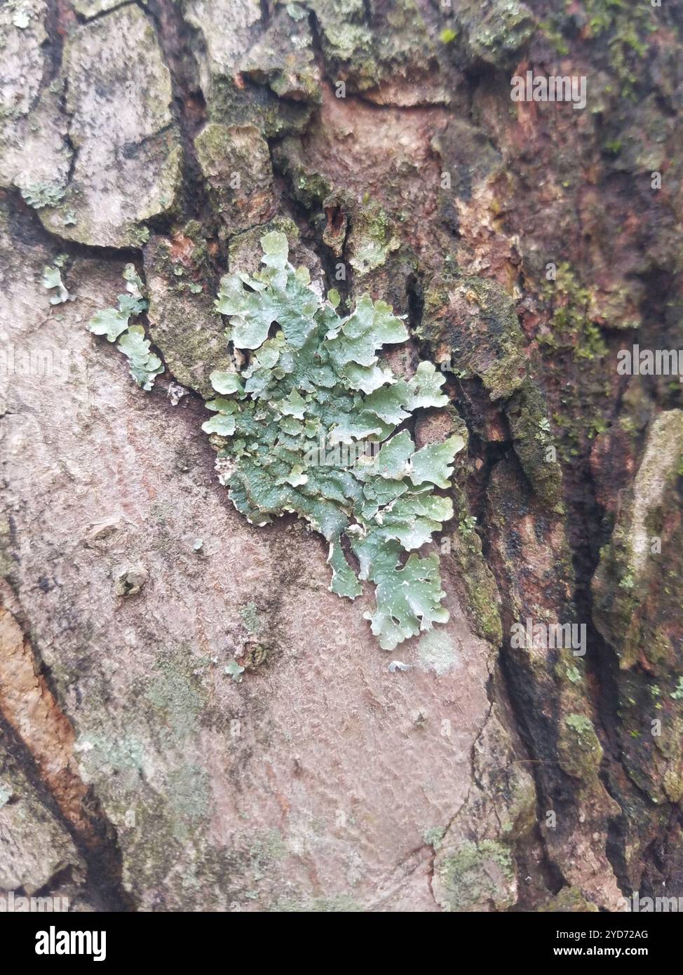 common lichens (Lecanoromycetes Stock Photo - Alamy