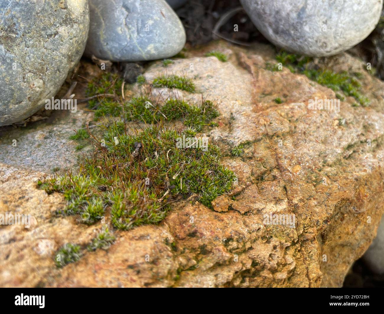 Wall Screw-moss (Tortula muralis Stock Photo - Alamy