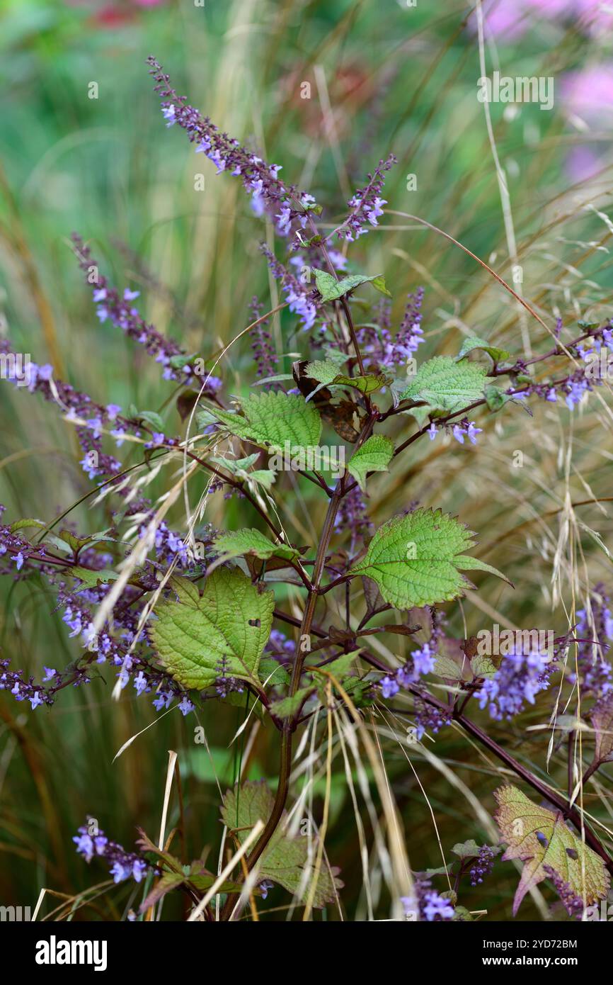 Isodon excisus hi-res stock photography and images - Alamy