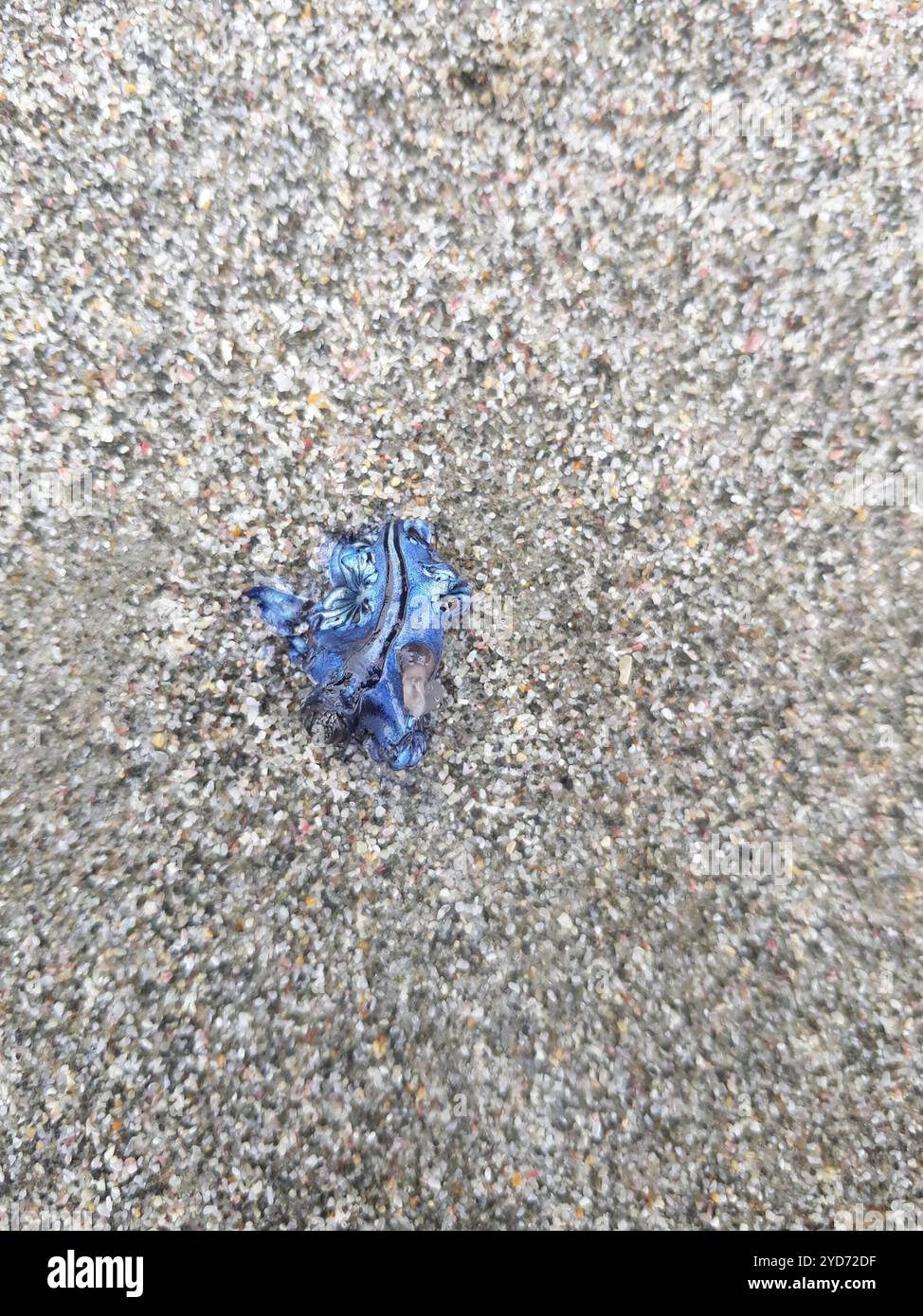 Sea Swallow (Glaucus atlanticus Stock Photo - Alamy