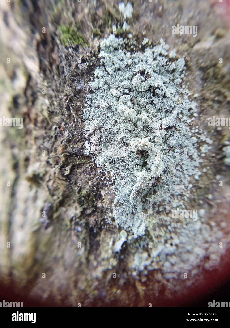 Fluffy Dust Lichen (Lepraria finkii Stock Photo - Alamy
