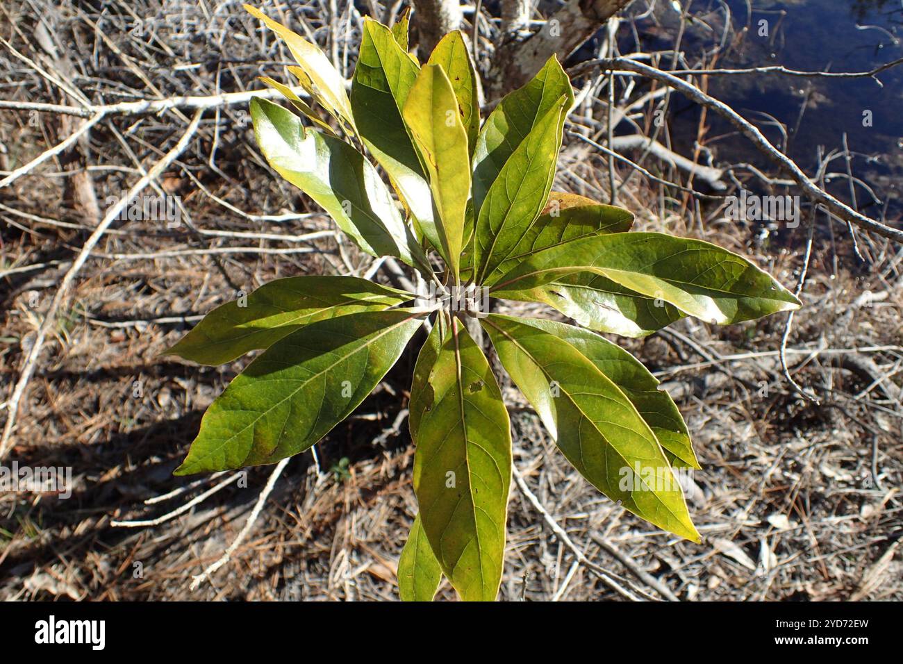 Swamp Bay (Persea palustris Stock Photo - Alamy