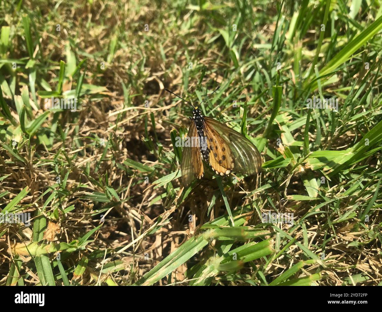 Garden Acraea (Acraea horta Stock Photo - Alamy