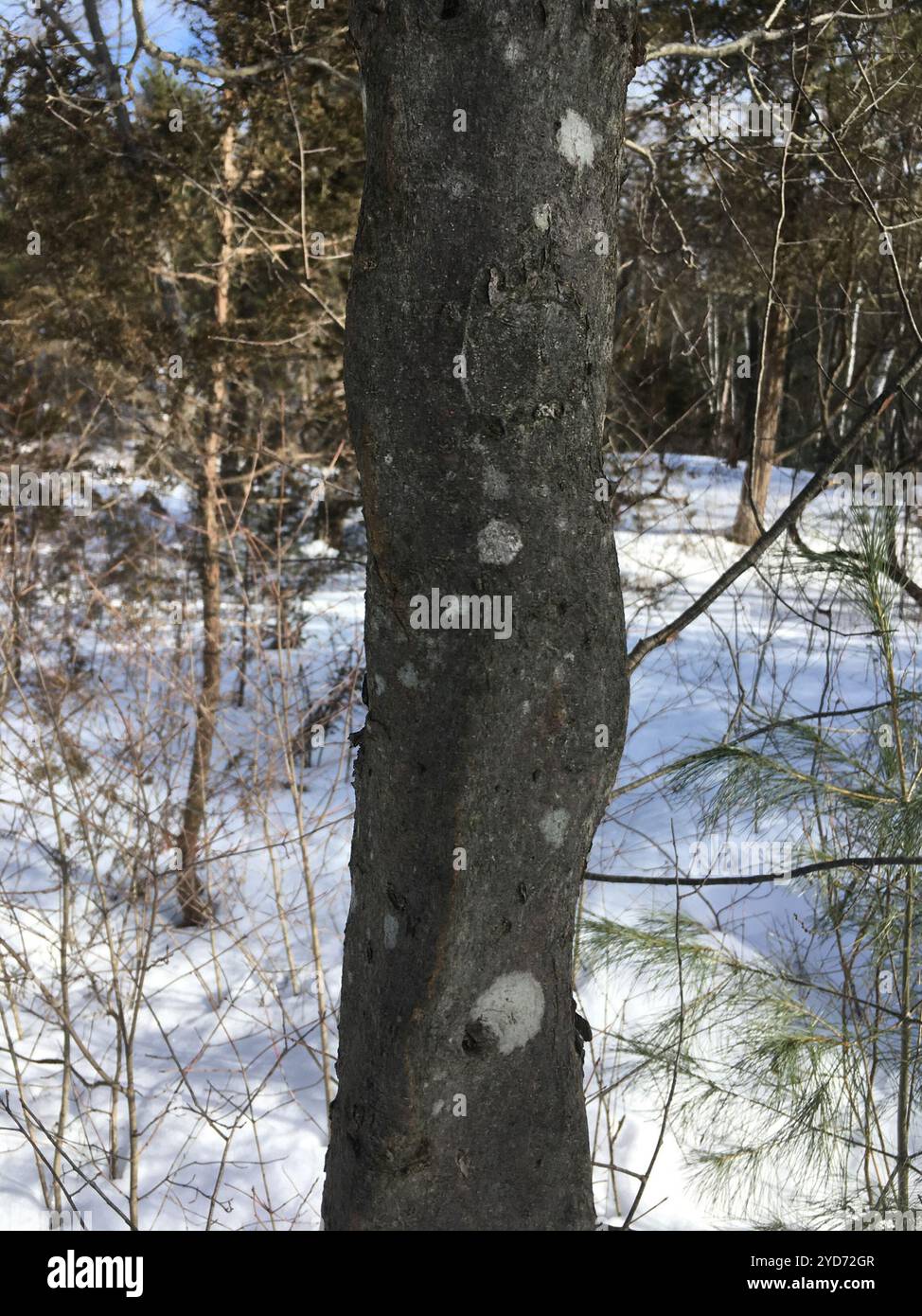 Dwarf Hackberry (Celtis tenuifolia Stock Photo - Alamy