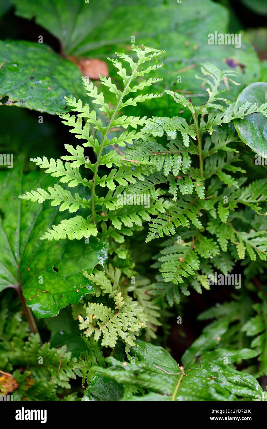 Polypodium cambricum Pulcherrimum Addison,hardy evergreen fern,pinna ...