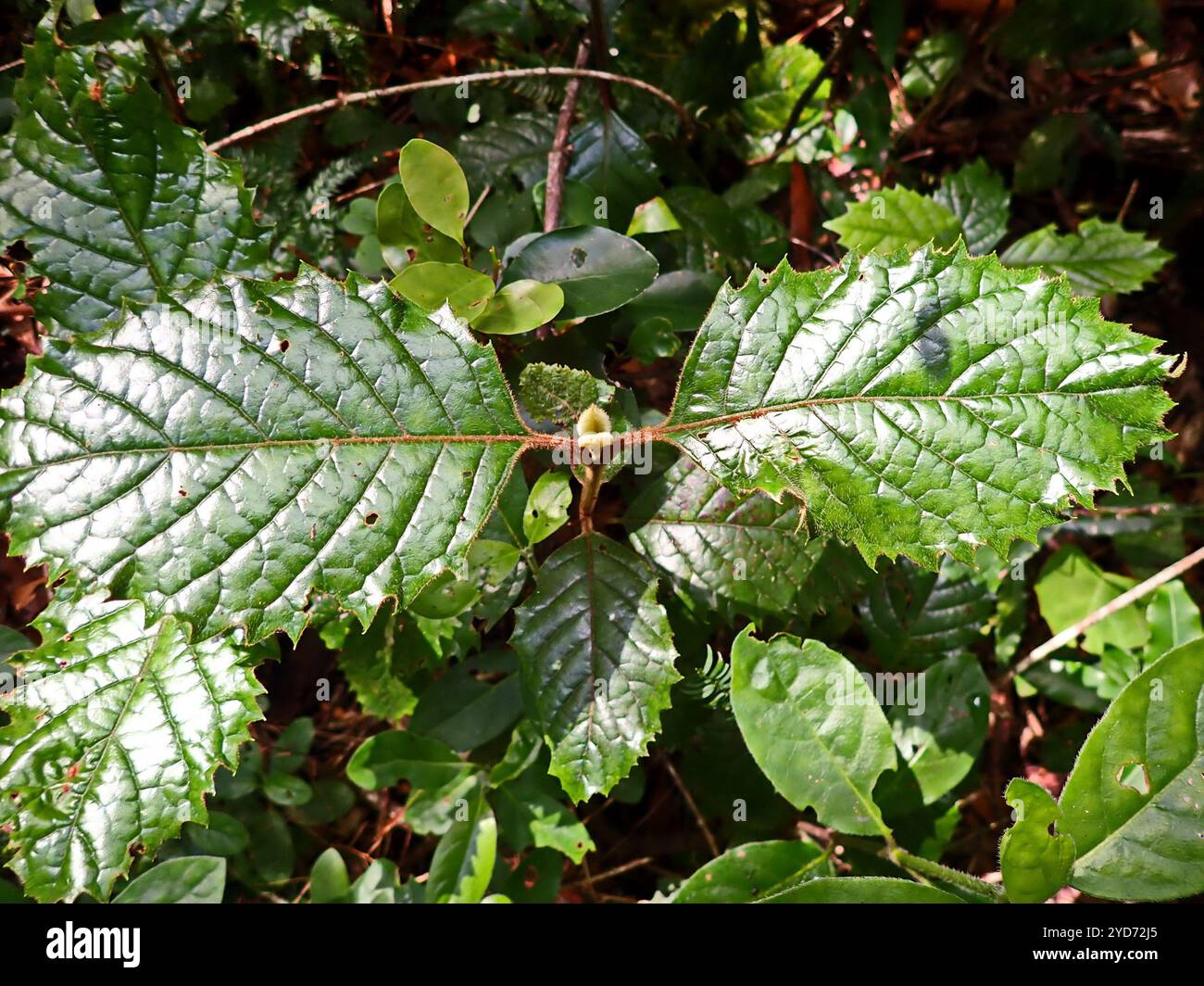 Assegai tree hi-res stock photography and images - Alamy