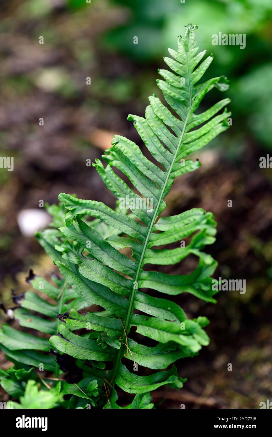 polypodium cambricum cristatum,hardy fern,Cristatum Old Form,Cristatum ...