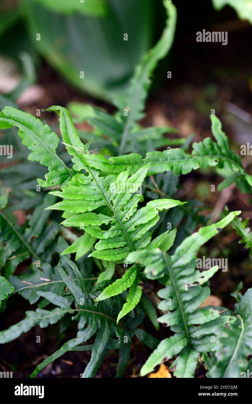 Licorice fern hi-res stock photography and images - Alamy
