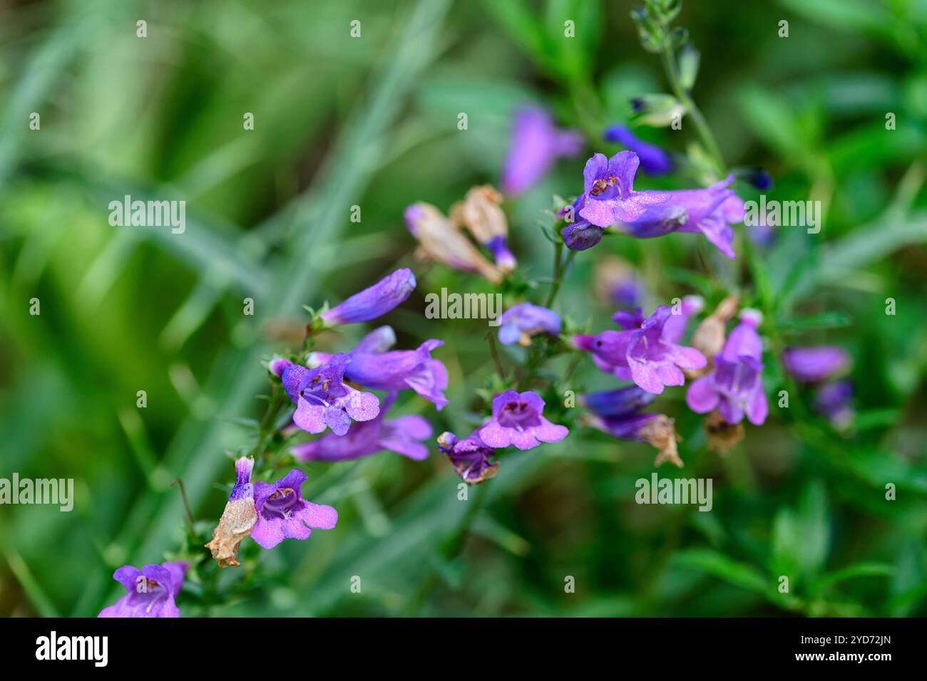 Blue green narrow linear foliage hi-res stock photography and images ...