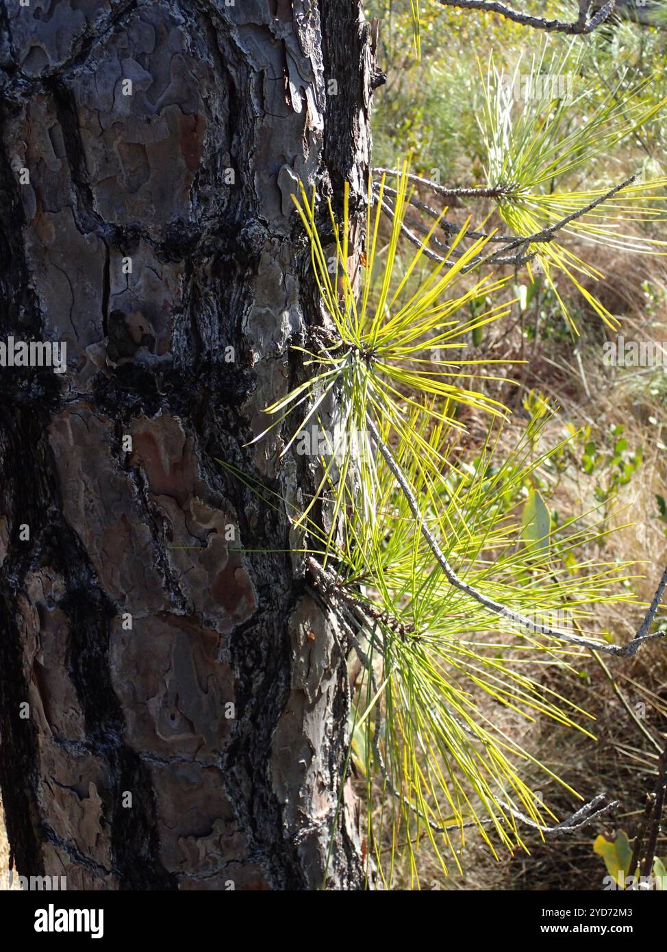 pond pine (Pinus serotina Stock Photo - Alamy