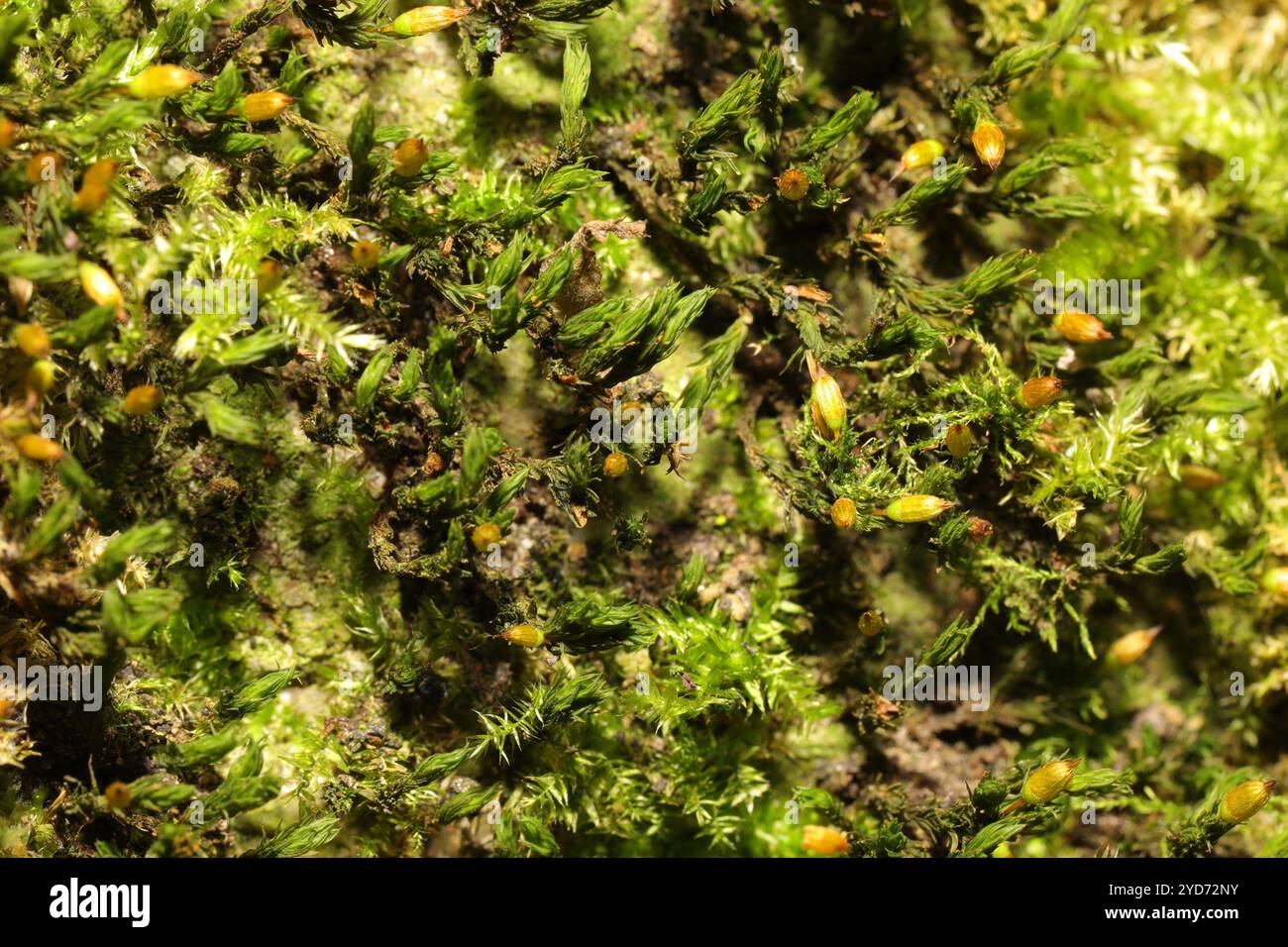 Anomalous Bristle-moss (Orthotrichum anomalum Stock Photo - Alamy