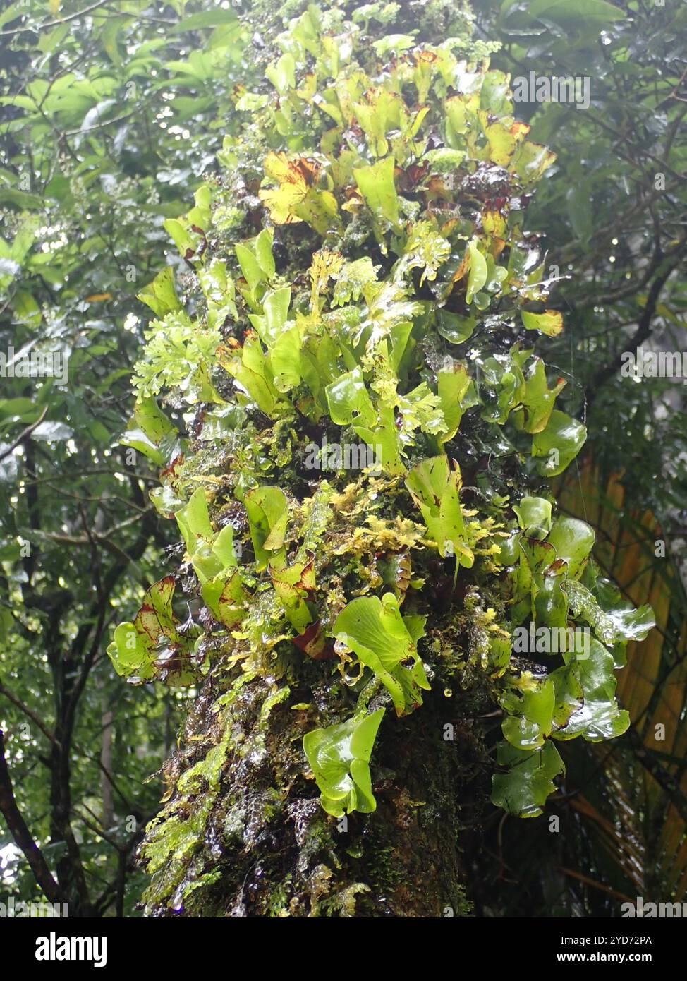 kidney fern (Hymenophyllum nephrophyllum Stock Photo - Alamy