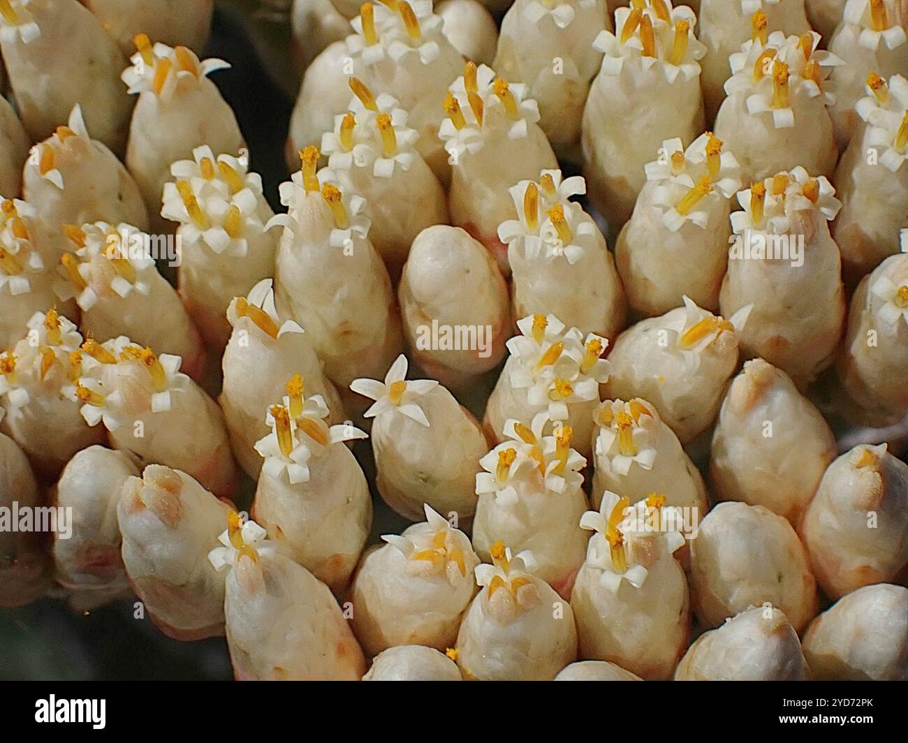 Button Sewejaartjie (Syncarpha milleflora Stock Photo - Alamy