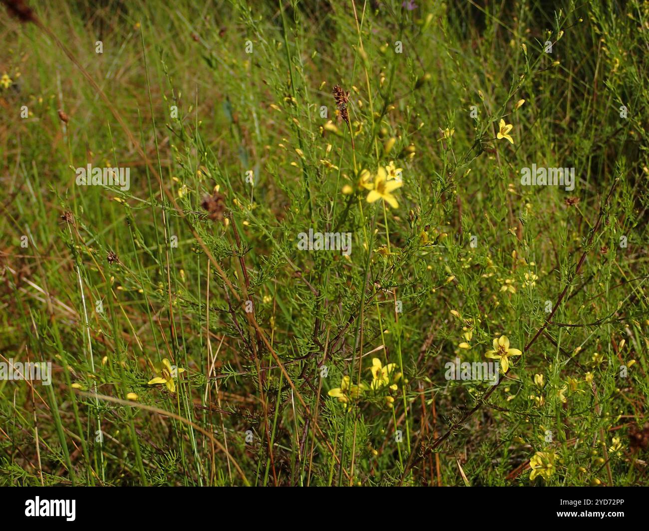 Yaupon Blacksenna (Seymeria cassioides Stock Photo - Alamy