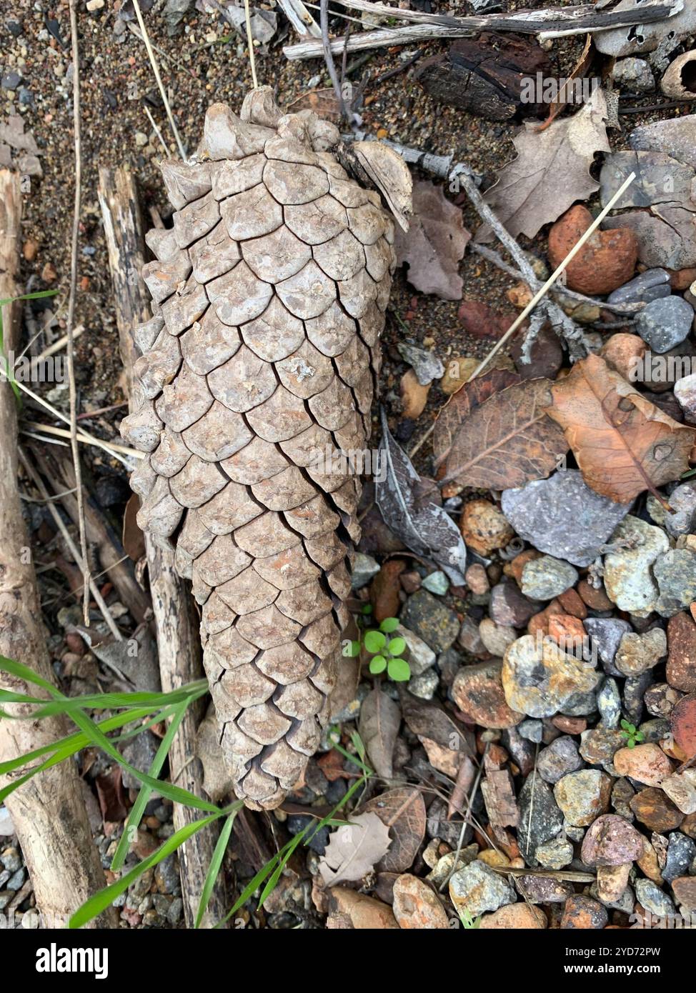 knobcone pine (Pinus attenuata Stock Photo - Alamy