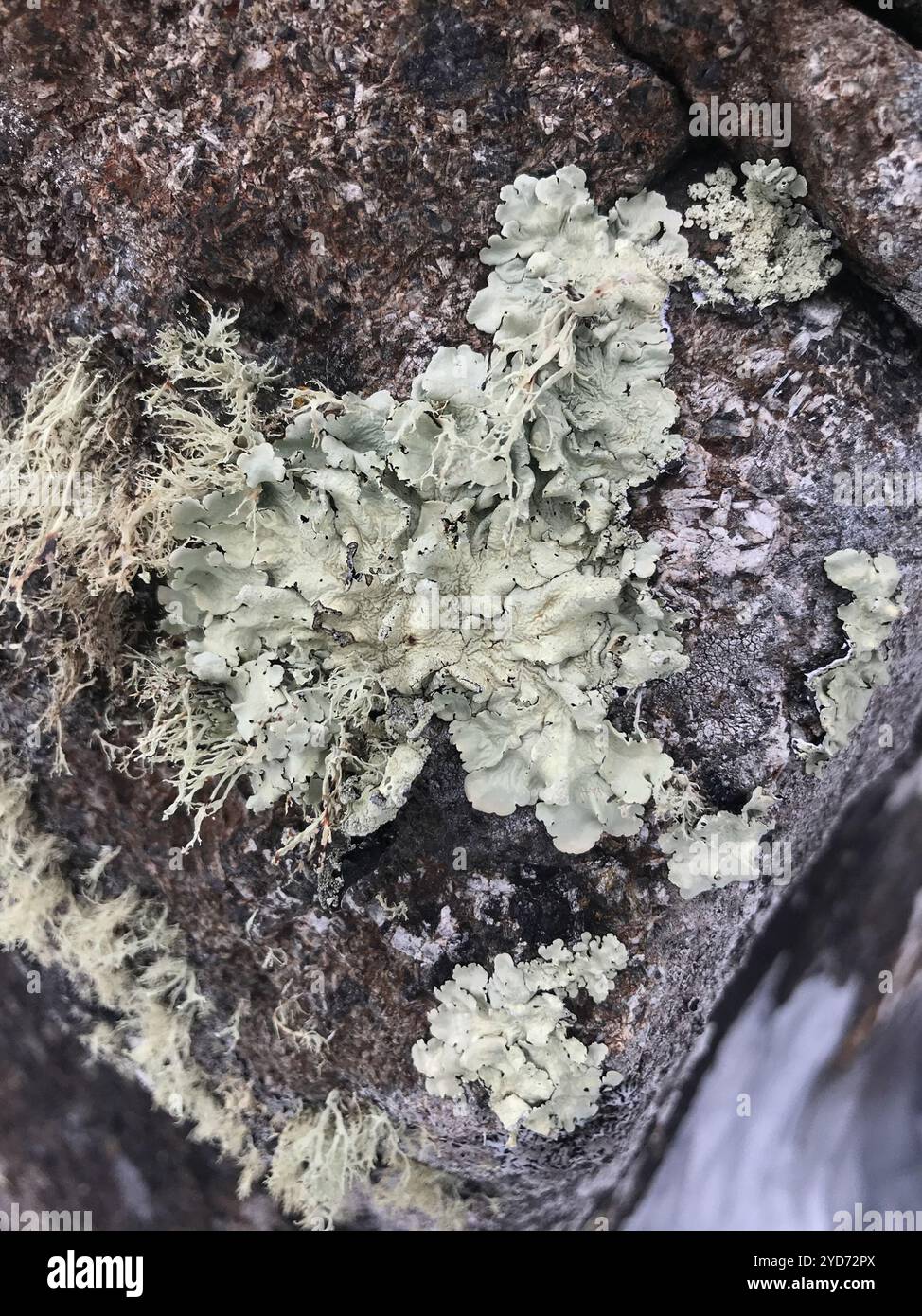 common greenshield lichen (Flavoparmelia caperata Stock Photo - Alamy
