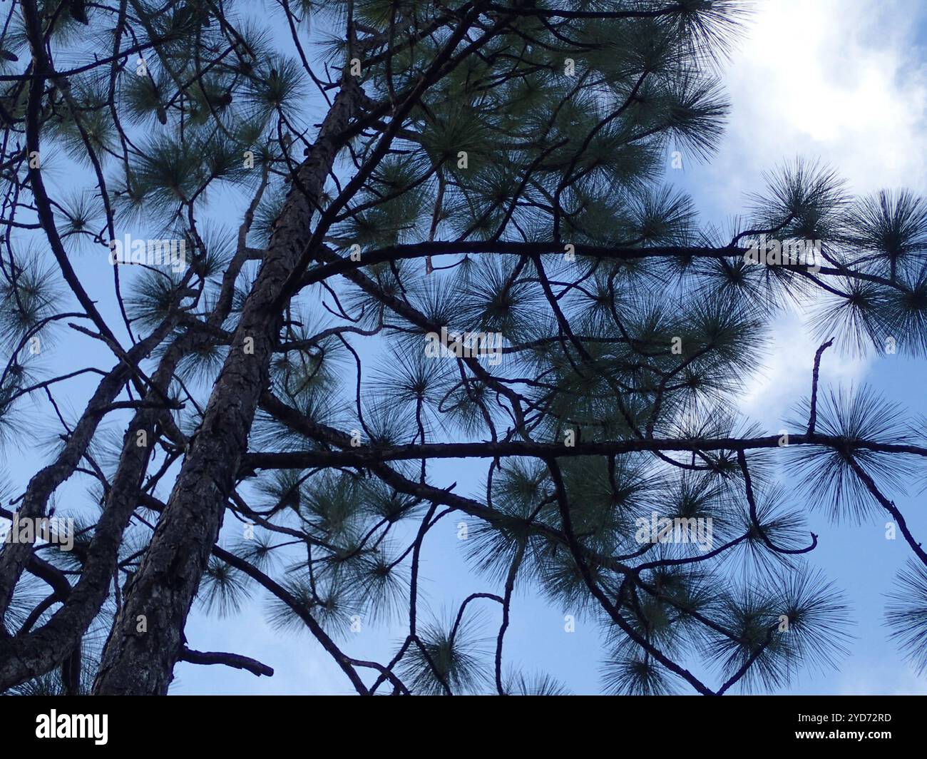 longleaf pine (Pinus palustris Stock Photo - Alamy