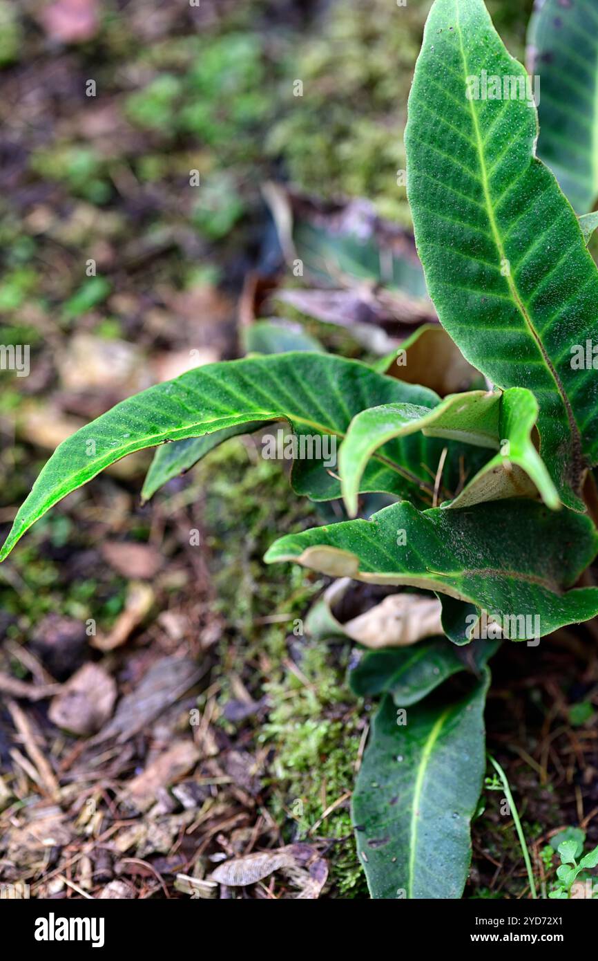 pyrrosia drakeana,Tongue Fern,Tongue Ferns,strap-like leavesstrap-like ...