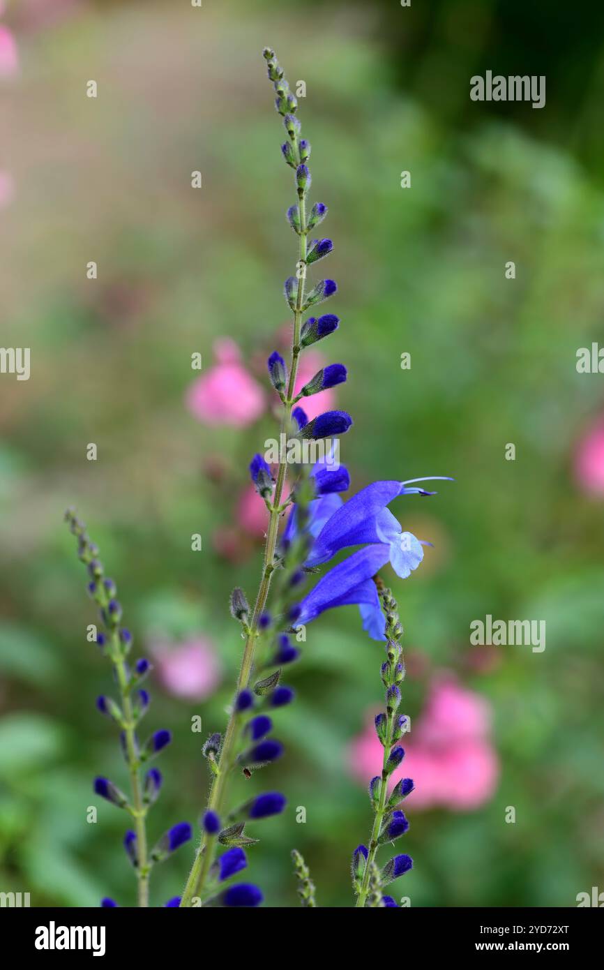 Salvia saggitata blue butterflies,cobalt blue flowers,cobalt blue ...